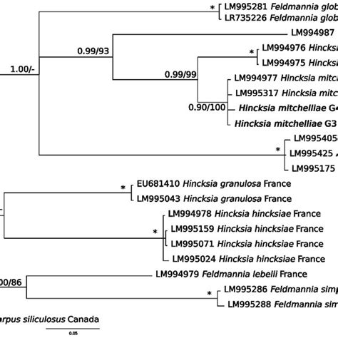 consensus phylogenetic tree of species within the download