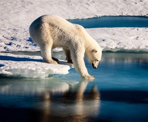 Arctic Polar Bear Habitat