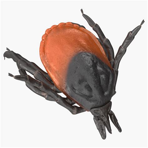 Tick Bite Pose 3d Model 59 3ds Blend C4d Fbx Max Ma Lxo Obj Free3d