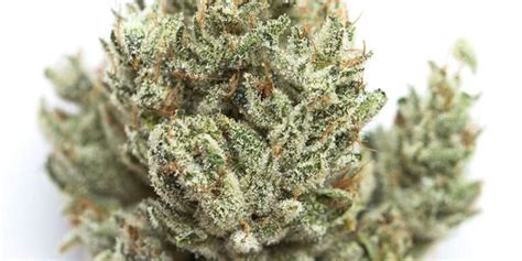 Pluto Strain Exploring The Cosmos Of Cannabis Ape Premium Cannabis