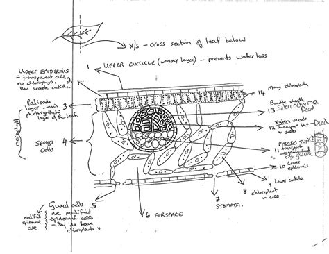Leaf Cross Section Diagram Quizlet
