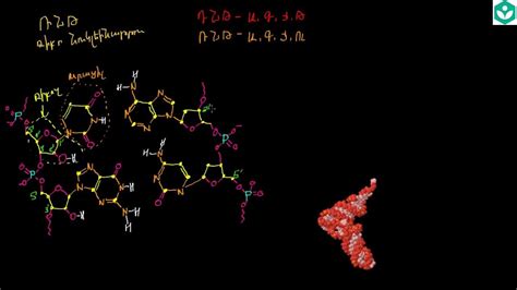 ՌՆԹ ի մոլեկուլի կառուցվածքը Կենսաբանություն «Քան ակադեմիա Youtube