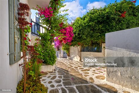 그리스 섬 마을의 아름다운 전통 거리 하얗게 칠해진 집 꽃이 만발한 부겐빌레아 녹지 화분 조약돌 미코노스 그리스 0명에 대한 스톡 사진 및 기타 이미지 Istock