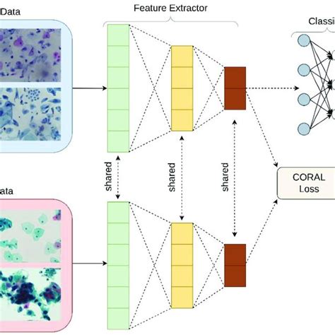 Schematic Of Deep Corals Integration Into The Automated Classification Download Scientific