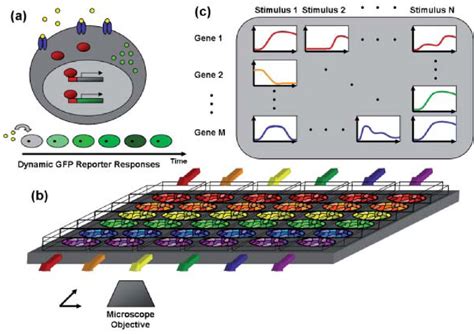 Figure 1 From A High Throughput Microfluidic Real Time Gene Expression Living Cell Array