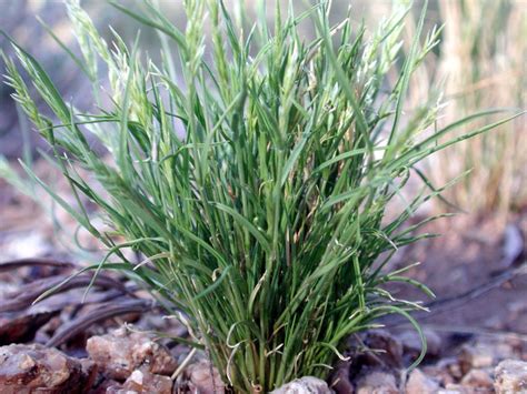 Schismus Barbatus Common Mediterranean Grass And Kelch Grass Whole