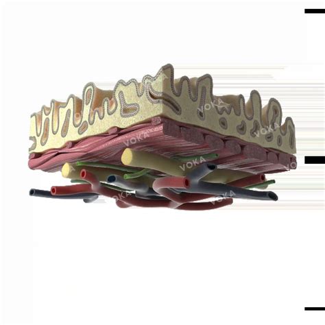 Gallbladder Wall Image 25159 Voka Shop