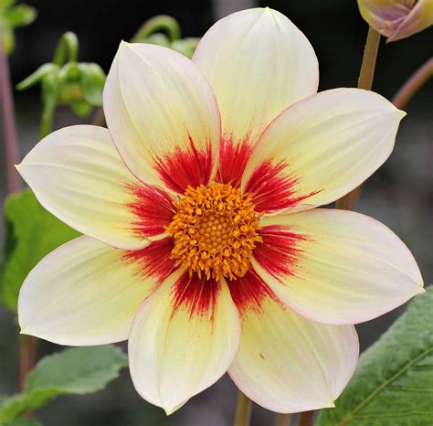 무료 사진 수련 꽃 자연 식물 정원 꽃잎 잎 여름 식물