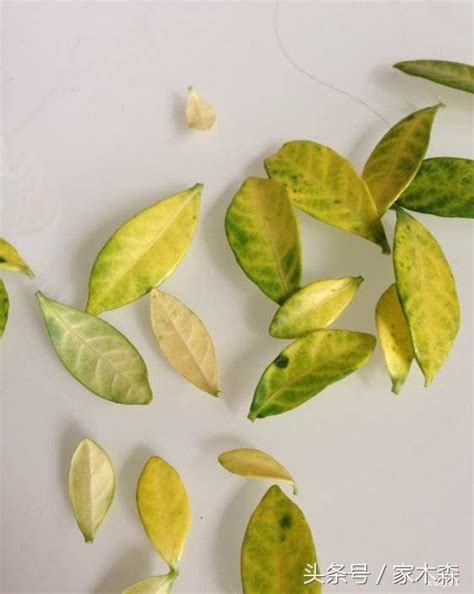 梔子茉莉常見黃葉原因帶圖識一目了然 每日頭條
