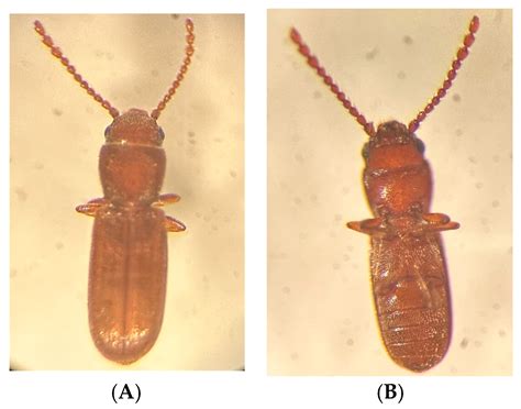 Biology Ecology And Behavior Of Rusty Grain Beetle Cryptolestes