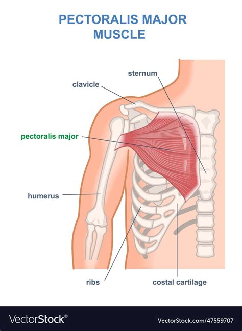 Pectoralis Major Muscle Diagram Royalty Free Vector Image