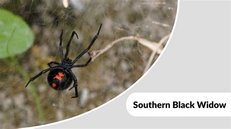 15 Types Of Black Widow Spider Identification With Picture