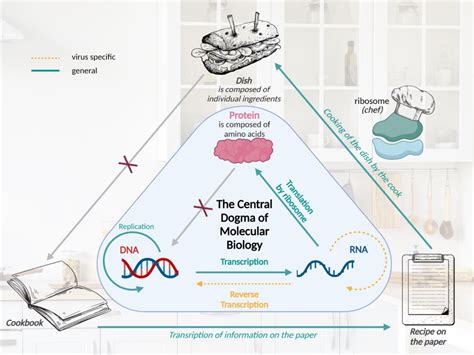 Central Dogma Revised Poster Central Dogma Of Dna Transcription And