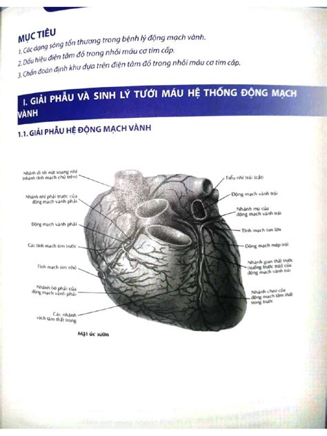 ChÆ°Æ¡ng 10 Ä Iá N TÃ M Ä Á Trong Bá Nh LÃ Ä Á Ng Máº Ch VÃ Nh Pdf