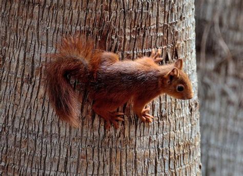 Premium Photo Squirrel On Tree Trunk