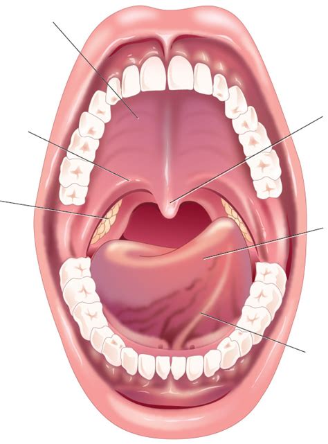 Oral Cavity Diagram Quizlet