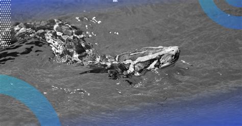 How To Use Float In Python With Sample Code Built In