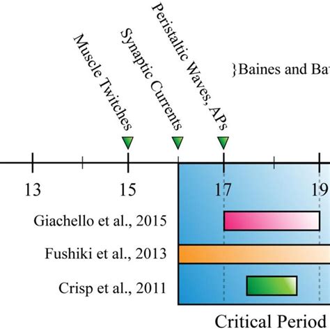 The Drosophila Larva A27h Related Locomotor Circuit A Drosophila Download Scientific Diagram