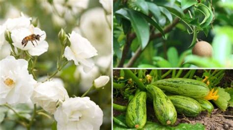 Plant Sexes Reproduction Are There Male Female Plants