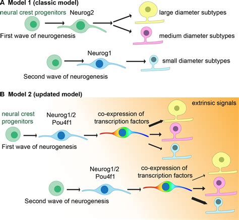 The Cellular And Molecular Basis Of Somatosensory Neuron Development Pmc