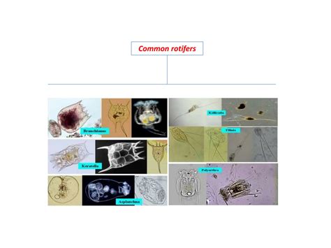 Eggs And Larval Dynamics Of Finfish And Shellfishpptx
