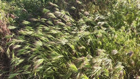 Foxtail Grass Moves By The Wind Stock Footage Video Of Seeds Close 259014972