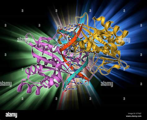 Ecorv Restriction Enzyme Molecular Model Of The Type Ii Restriction
