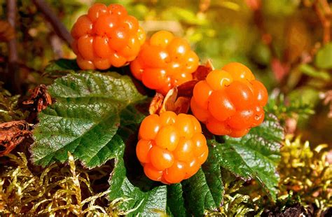 Виды ягод — 30 самых полезных и опасных с фото