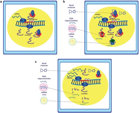 Inhibition Of Lncrnas To Upregulate Gene Expression By Blocking Download Scientific Diagram