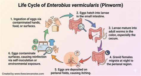 Enterobiasis Understanding Pinworm An Infection Life Cycle Signs