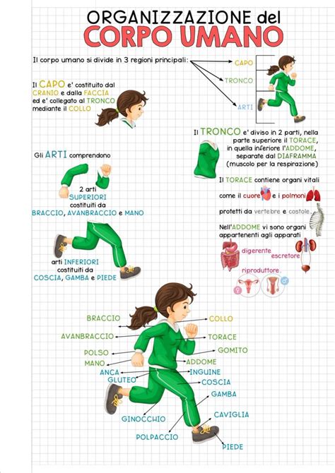 Spiegato Semplicemente Organizzazione Del Corpo Umano Mappa Schema