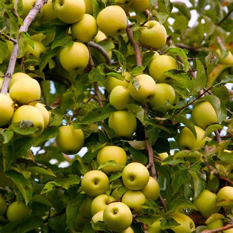 Golden Delicious Apple Trees For Sale