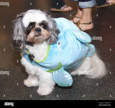 Exclusive Chateau Poochie Holds Its Annual Halloween Party These