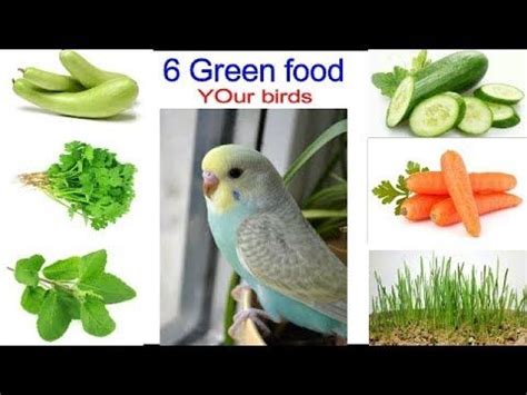 Budgies Parrot 6 Green Food Full Detail Finches Java Cocktail Love