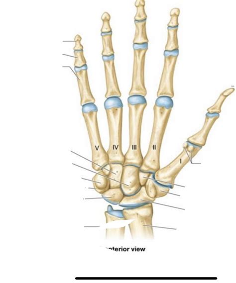 Diagram Of Phalanges Quizlet