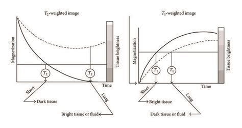A Transversal And Longitudinal Relaxation Times Evolution In The Download Scientific Diagram