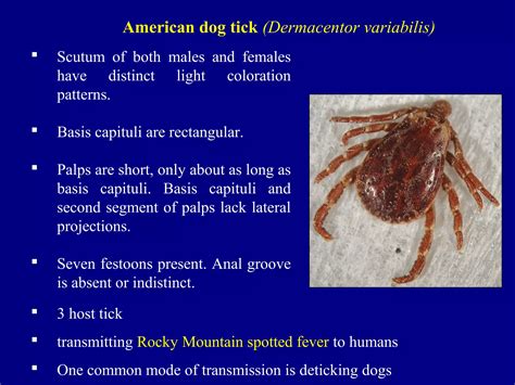 Important Ticks And Their Classification Ppt