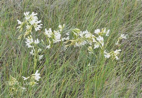 Astragalus Pectinatus Photos Saskatchewan Wildflowers