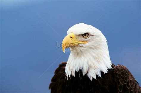 독수리 사진 무료 다운로드 Lovepik