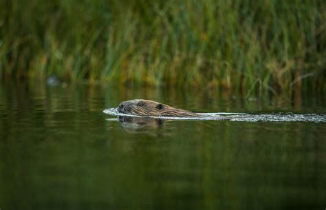 Wildlife Northeast Indiana Water Trails