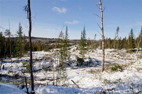 Gowganda Views Winter Logging