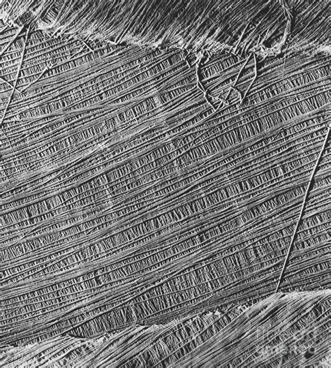 Algae Cell Wall Sem Photograph By Biophoto Associates Fine Art America