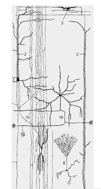 Cell Types Of The Neocortex Cell Types Of The Neocortex
