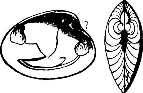 Balanus Vintage Illustration 35450272 Vector Art At Vecteezy