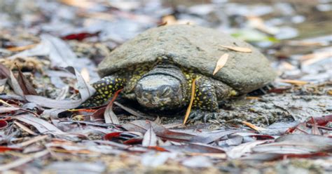 When Does A Tortoise Hibernate