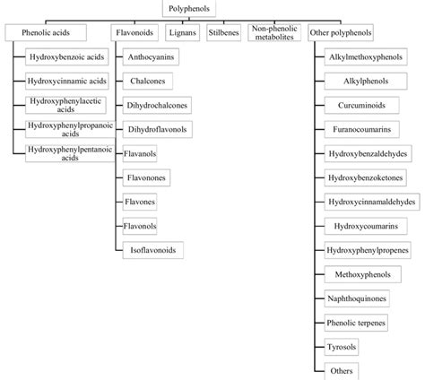 schematic diagram shows polyphenols classification download