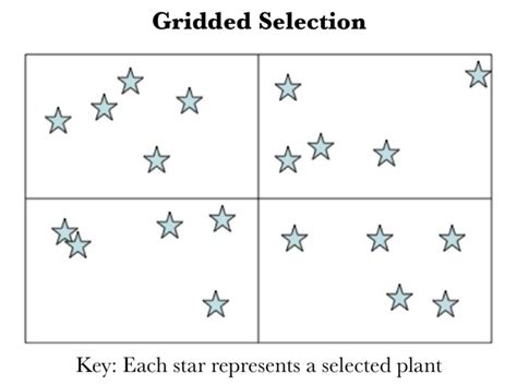 On Farm Variety Improvement Part Ii Selection And Plant Breeding