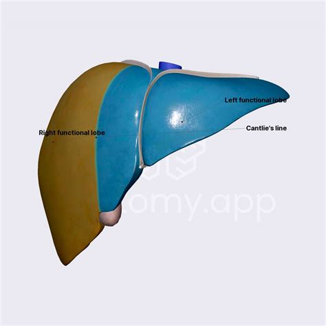 Functional Lobes Anatomyapp