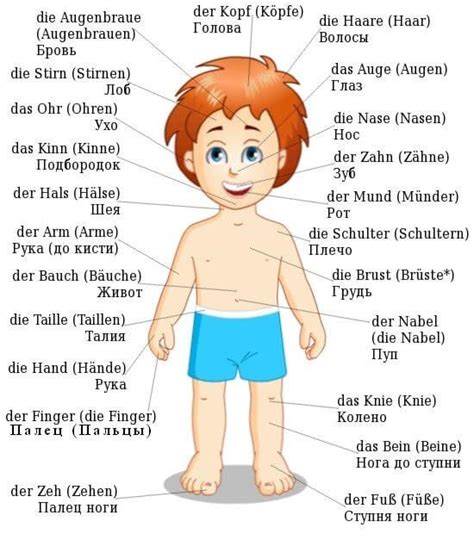 Körperteile Auf Deutsch Части тела на немцком Немецкий язык Немецкий Изучение немецкого языка
