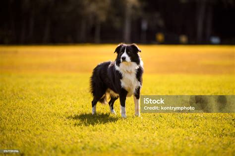 보더 콜리 개가 공원에 서 있습니다 노란 풀밭에서 포즈를 취하는 순종 수컷 송곳니 개에 대한 스톡 사진 및 기타 이미지 개 서 있기 야외 Istock